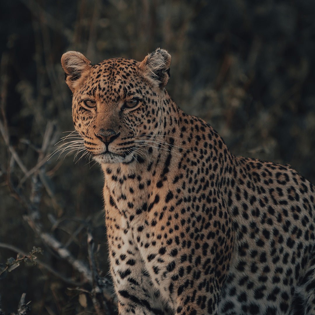Photography Wall Art Collection | Artistic Canvas Prints